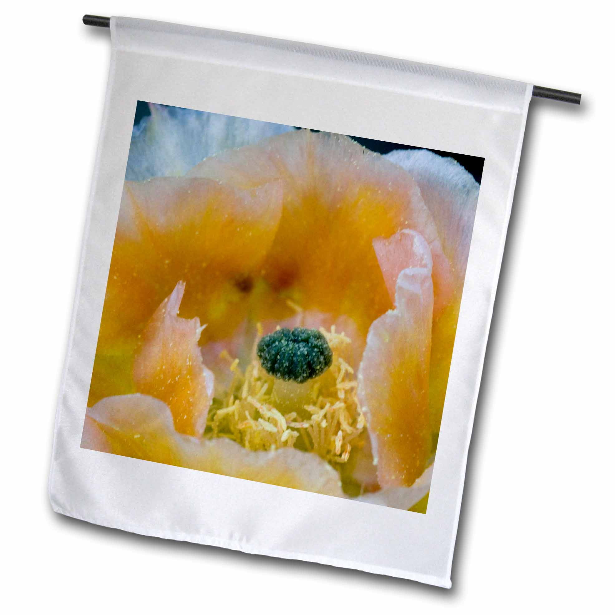 Engelmann Prickly Pear Cactus, Sonoran Desert Arizona - US03 FZU0038 ...
