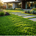 60.000 Zenith Zoysia Grass Seeds for Lawn, Zoysia Grass Lawngrass Seeds ...