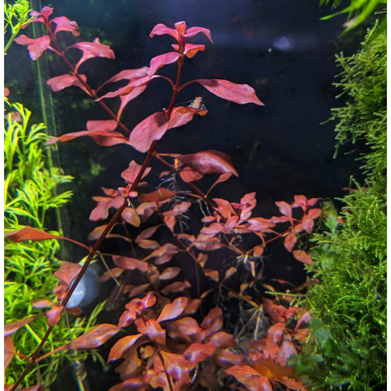 Ludwigia Palustris Red