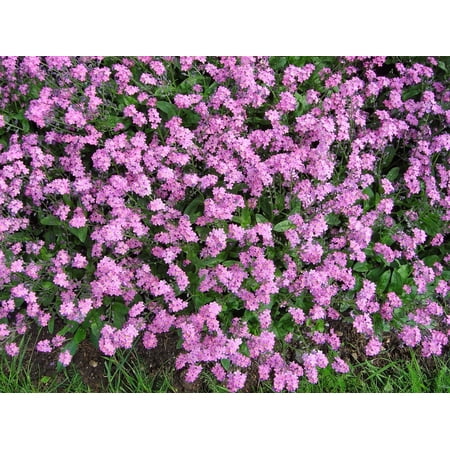 100 Victoria PINK FORGET Me NOT Myosotis Sylvatica Flower Seeds ...