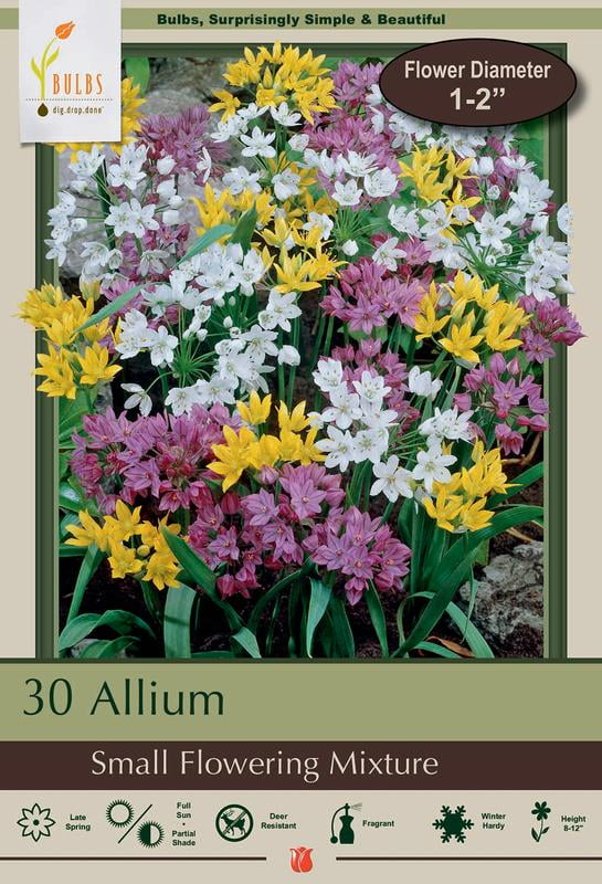 Small Flowering Allium Mix - 30 Bulbs - A Rainbow of Color - 5/6 cm ...