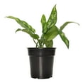 6 in. Aglaonema Maria Plant - Walmart.com