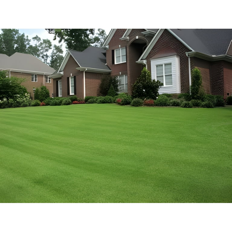 Zenith Zoysia Grass