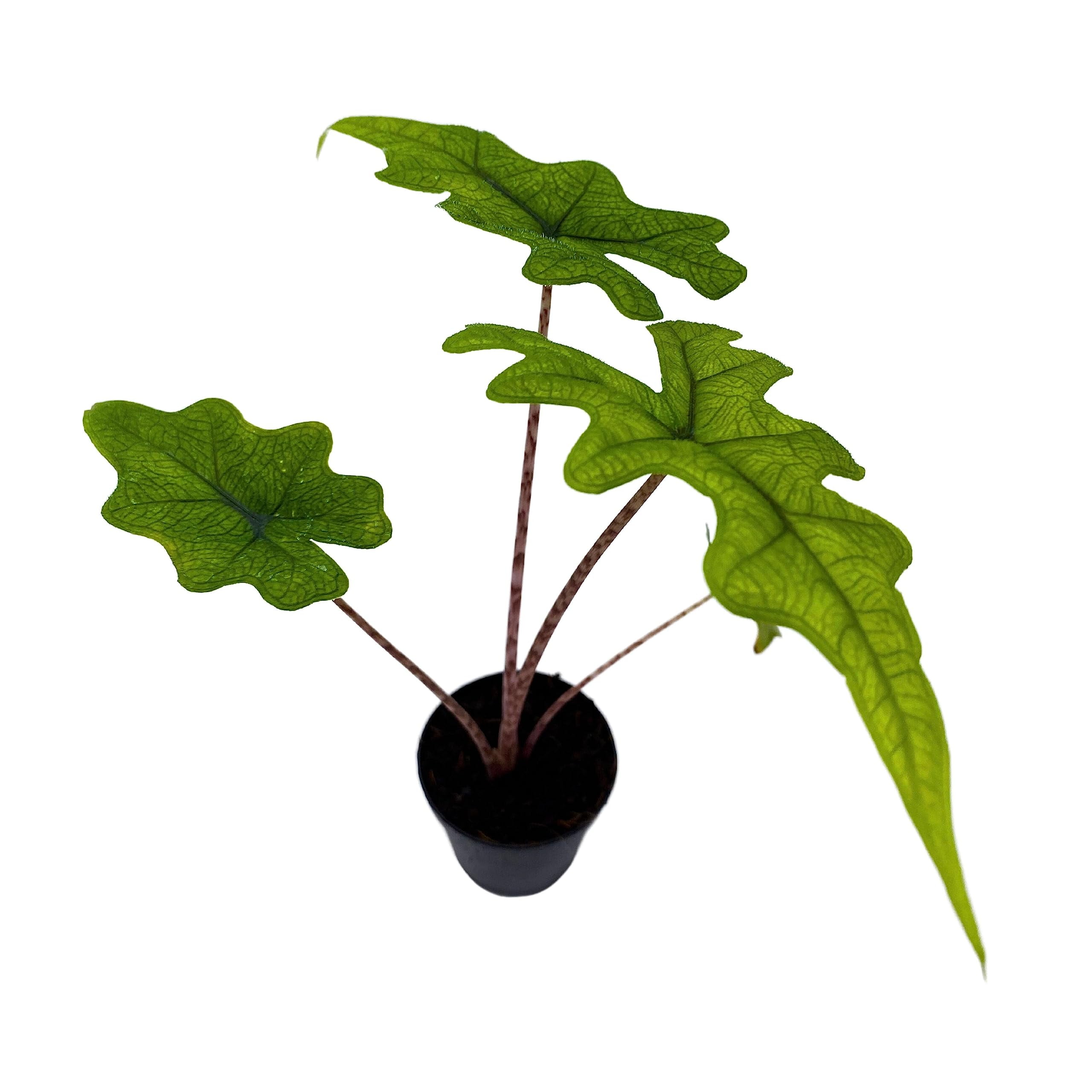 Alocasia Jacklyn, Alocasia Tandurusa in 2 inch Pot - Walmart.com