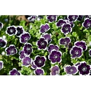50 Mixed Colors VERONICA SIGHTSEEING MIXTURE (Spike Speedwell) Veronica ...