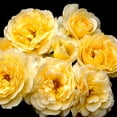 Heirloom Roses - Honor Elizabeth English Legend Rose Plant - Fragrant ...
