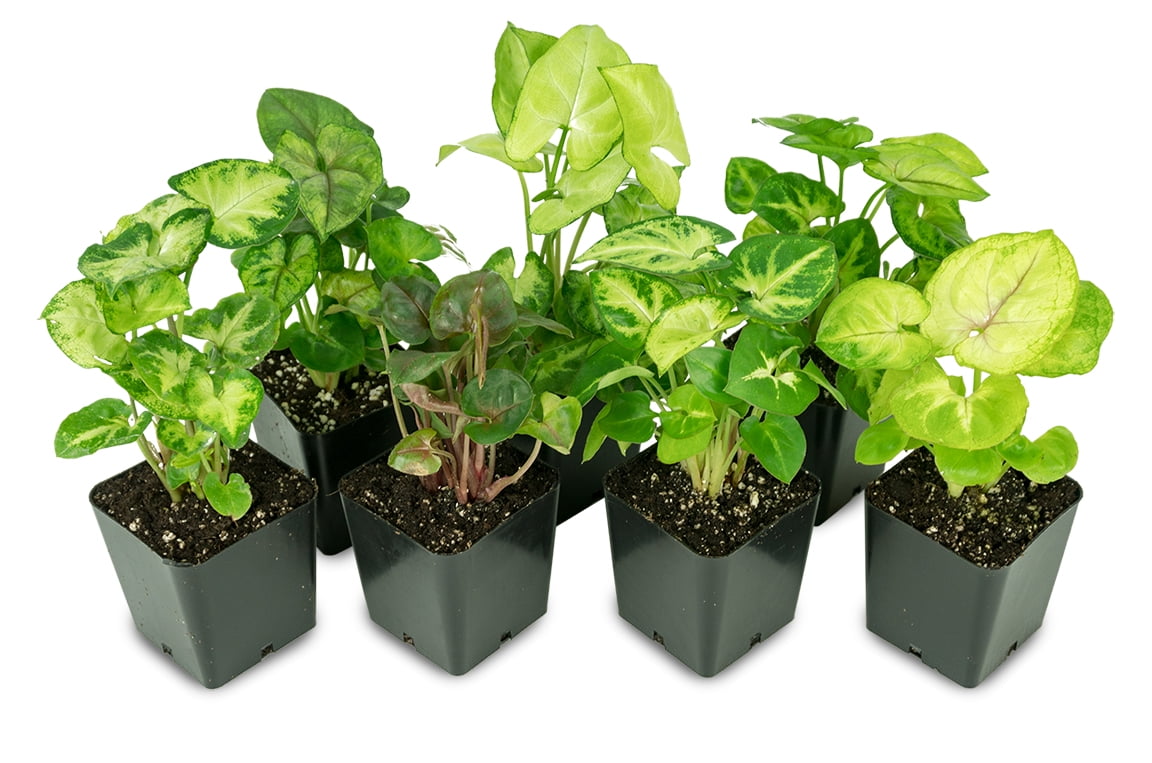 Syngonium Plant Bundle 3 Pack Walmart Syngonium Plant Bundle 3 Pack Walmart