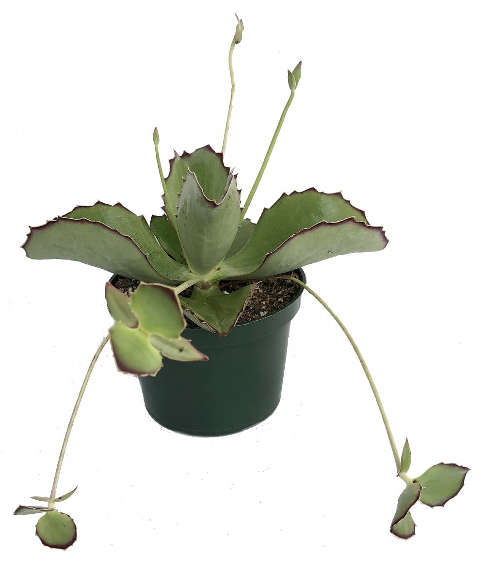 Rare Walking Kalanchoe Plant - Succulent - Kalanchoe synsepala - Easy ...