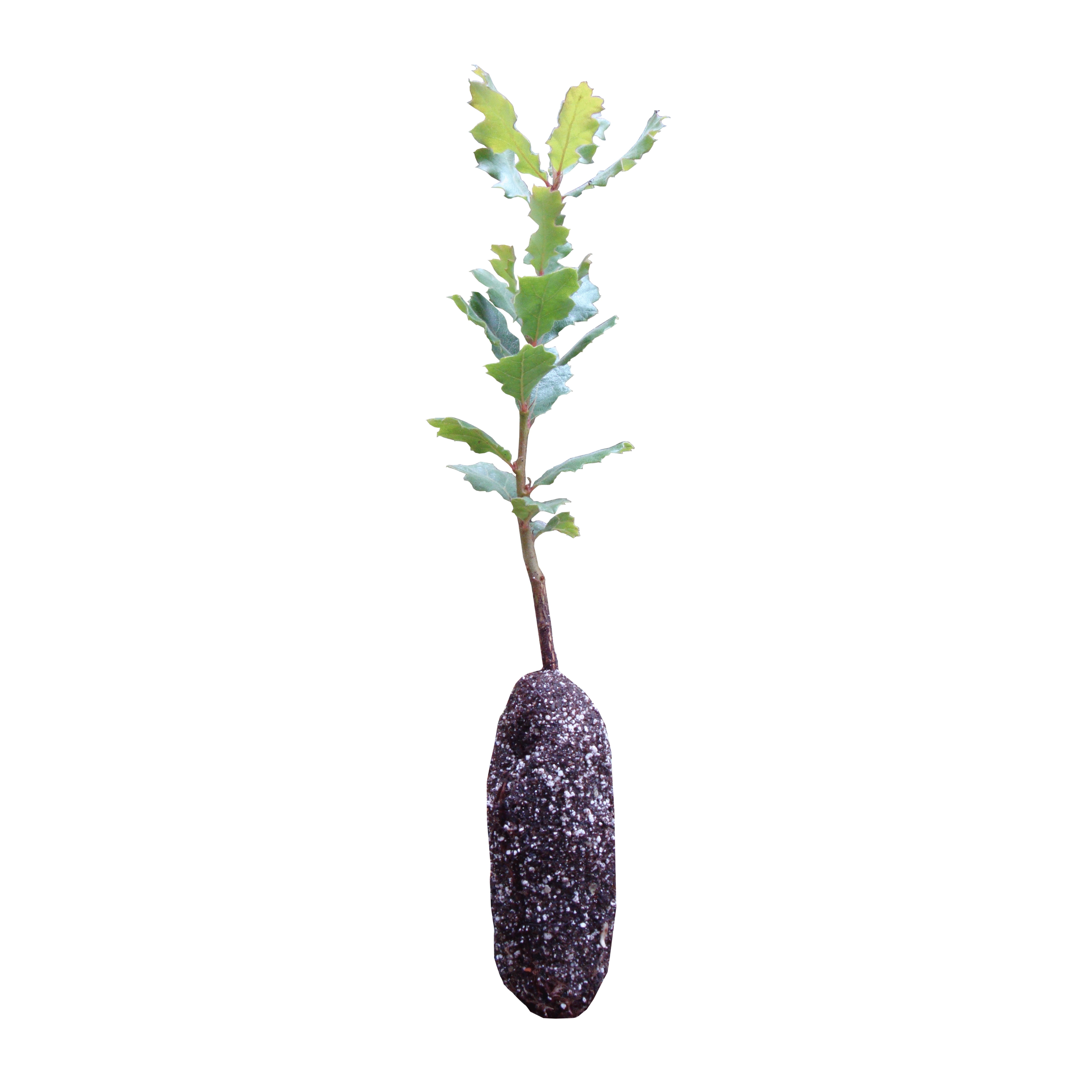 Oregon White Oak | Medium Tree Seedling | The Jonsteen Company ...