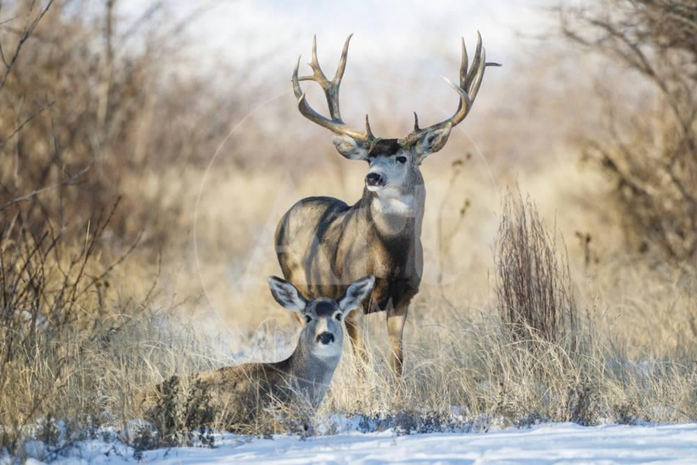 Mule Deer Buck and Doe Bedded, Animals Scenic Unframed Photographic ...