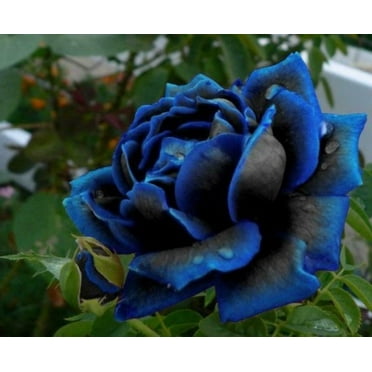 Rare Rose Seeds True Blood Rose Bush 20 Seeds - Walmart.com