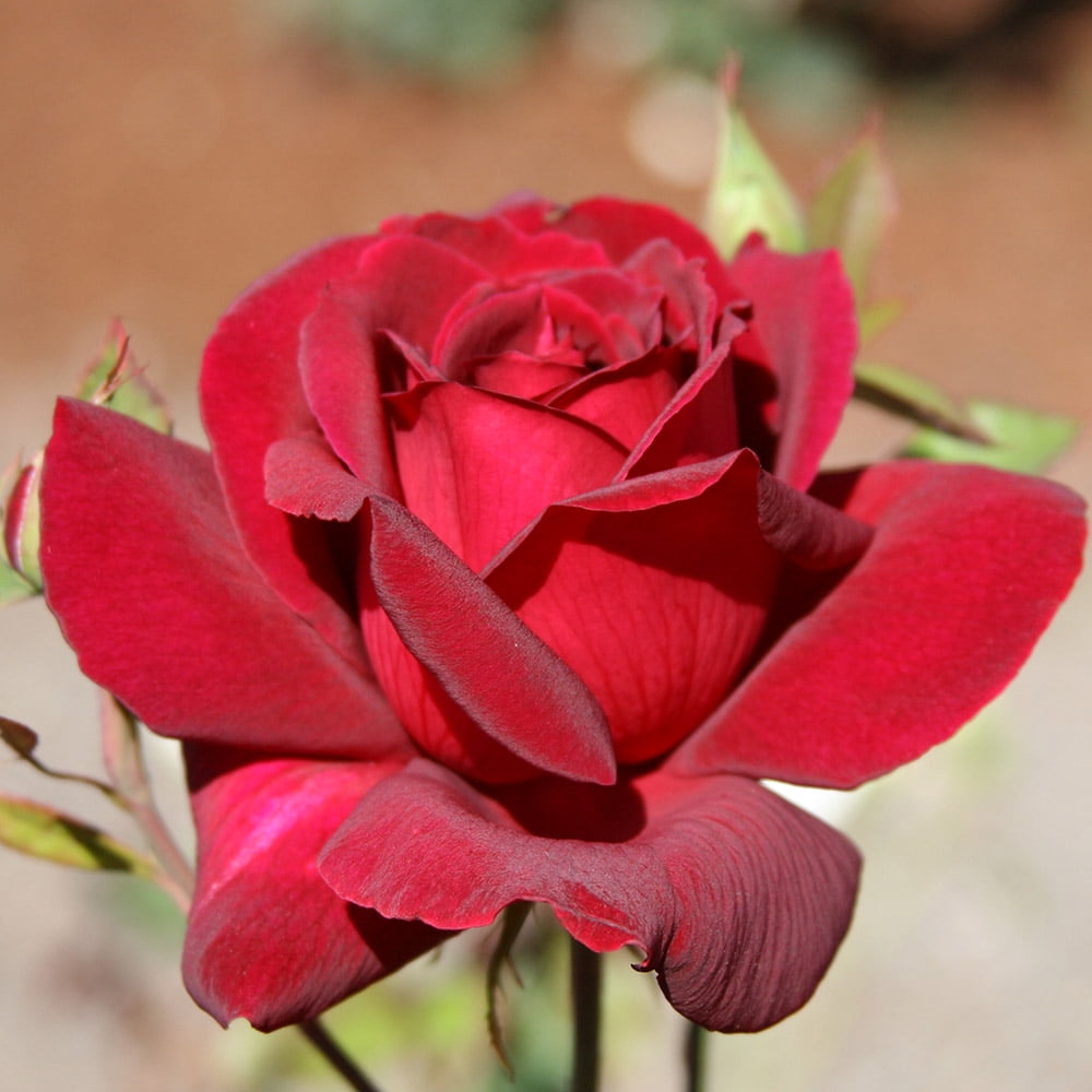 Heirloom Roses Red Rose Bush - Oklahoma Hybrid Tea , Live Rose Plant ...