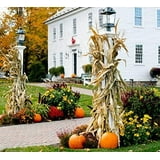 Dried Corn Stalk Bundle for Decor or Display - Corn Shucks with Ears ...