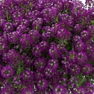 10 Double Purple Geranium Seeds Flowers Perennial Flower Seed 527 US ...