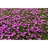 25 Table Mountain ICE PLANT Magenta Fuchsia Delosperma Cooperi Hardy ...
