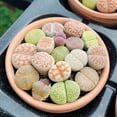 30 Assorted Lithops Live Plants, Large Lithops Living Stones Succulent ...