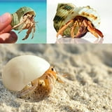 GIXUSIL 12Pcs Hermit Crab Shells | Natural Sea Conch Size 1.6"-3.2 ...