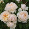 Heirloom Roses Pink Roses - Colette® Shrub Rose Plant - Live Plants For ...