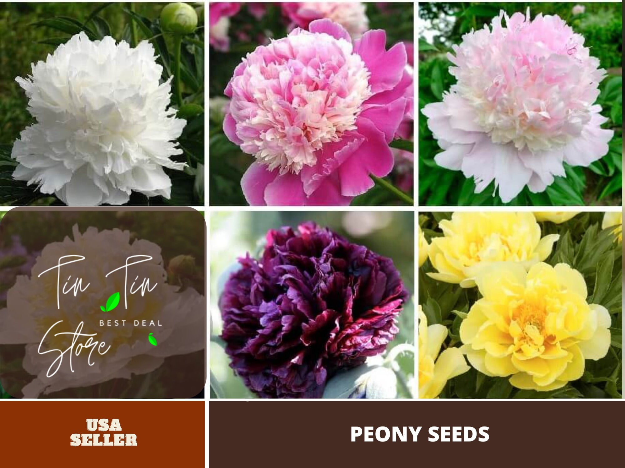 10+ Rare Seeds| Muti Colour Mix Peony Seeds #B000 |BUY 3 GET 1 FREE ...