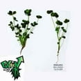 FIXatioN Bio-Massive Drought Tolerant Balansa Clover Seeds, 50 LBS ...