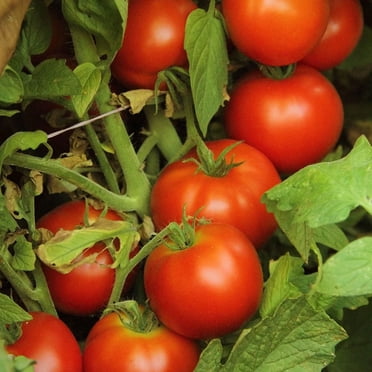 Marglobe Tomato Seed ~25 Seeds - Heirloom, Open Pollinated, Non-GMO ...