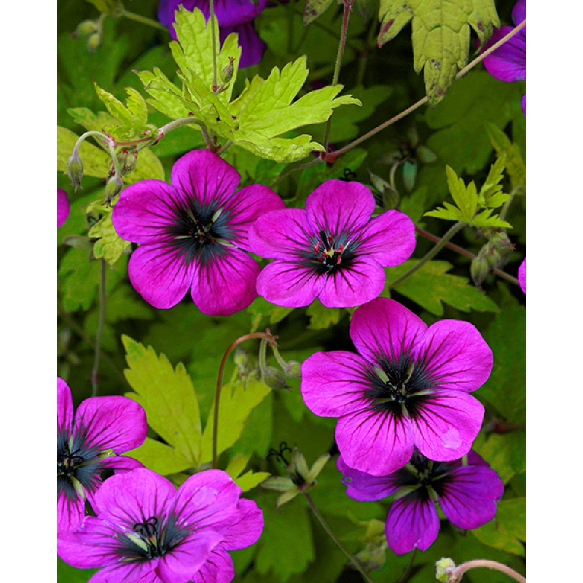 Cranes Bill Geranium