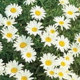 Burpee Zinnia, Shasta Daisy, Gazania, Flower Seed Collection - Walmart.com