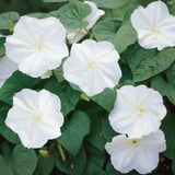 Burpee Trellis & Fence Garden Starter Garden Flower Seed Collection, 1 ...