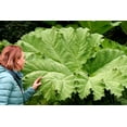 Seedville USA Giant Rhubarb Dinosaur Plant Seeds, Gunnera Manicata, 6 ...