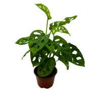 BubbleBlooms Indoor Ficus Pumila Quercifolia, Oakleaf Creeping Fig ...