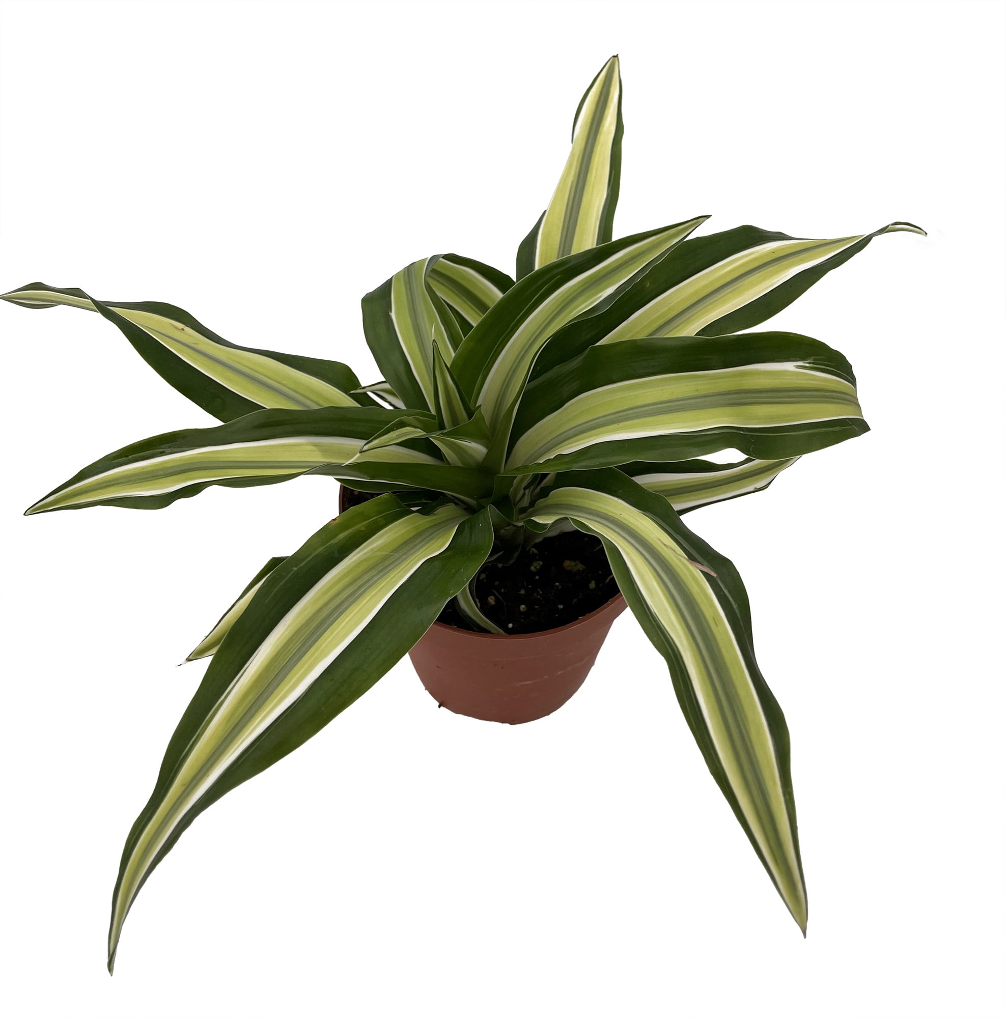 Malaika Dragon Tree - Dracaena - 4" Pot - Walmart.com