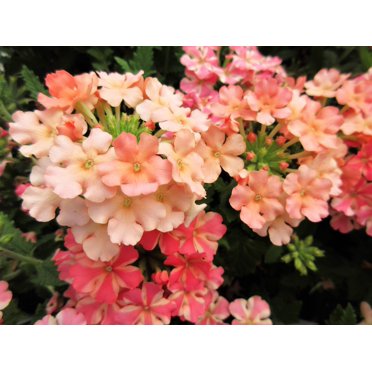 Seedville USA, 5 Orange Climbing Rose Seeds, Rosa Bush Vine, Fragrant ...