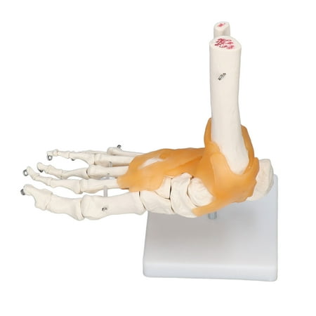 Foot Ankle Model, Accurate 1:1 Life Size PVC Anatomical Skeleton Model ...