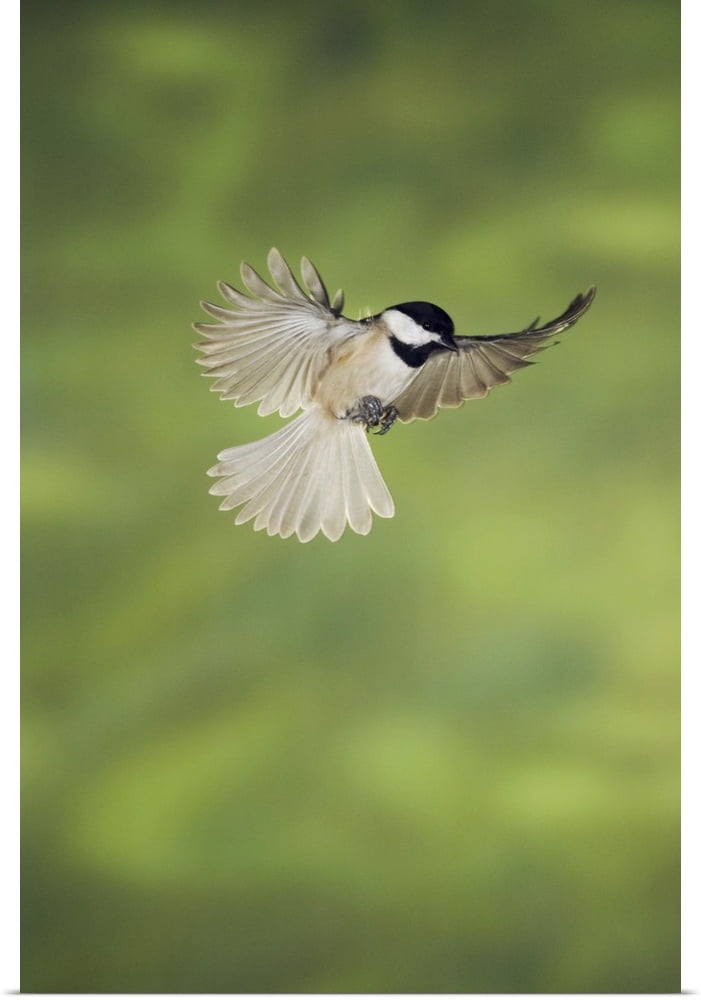Chickadee Flying