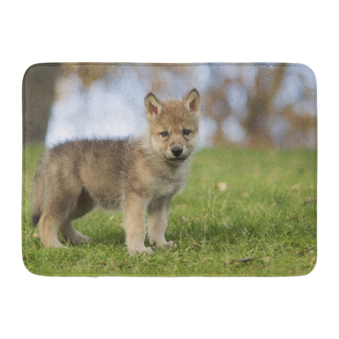 Baby Grey Wolf
