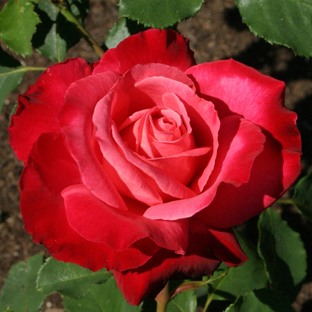 Heirloom Roses - Mon Cheri™ Hybrid Tea Rose Bush - Walmart.com