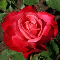 Heirloom Roses Real Garden Fragrant Rose Bush - Parade Day™ Grandiflora ...