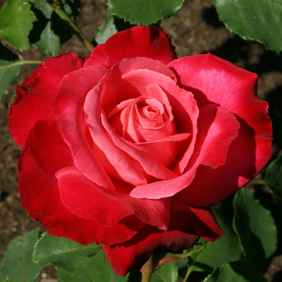 Heirloom Roses Rose Bush - The Peace Hybrid Tea Plant , Live Fragrant ...