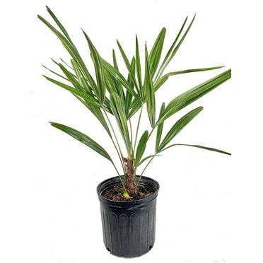 Sylvester Palm - Live Plant in a 3 Gallon Growers Pot - Phoenix ...