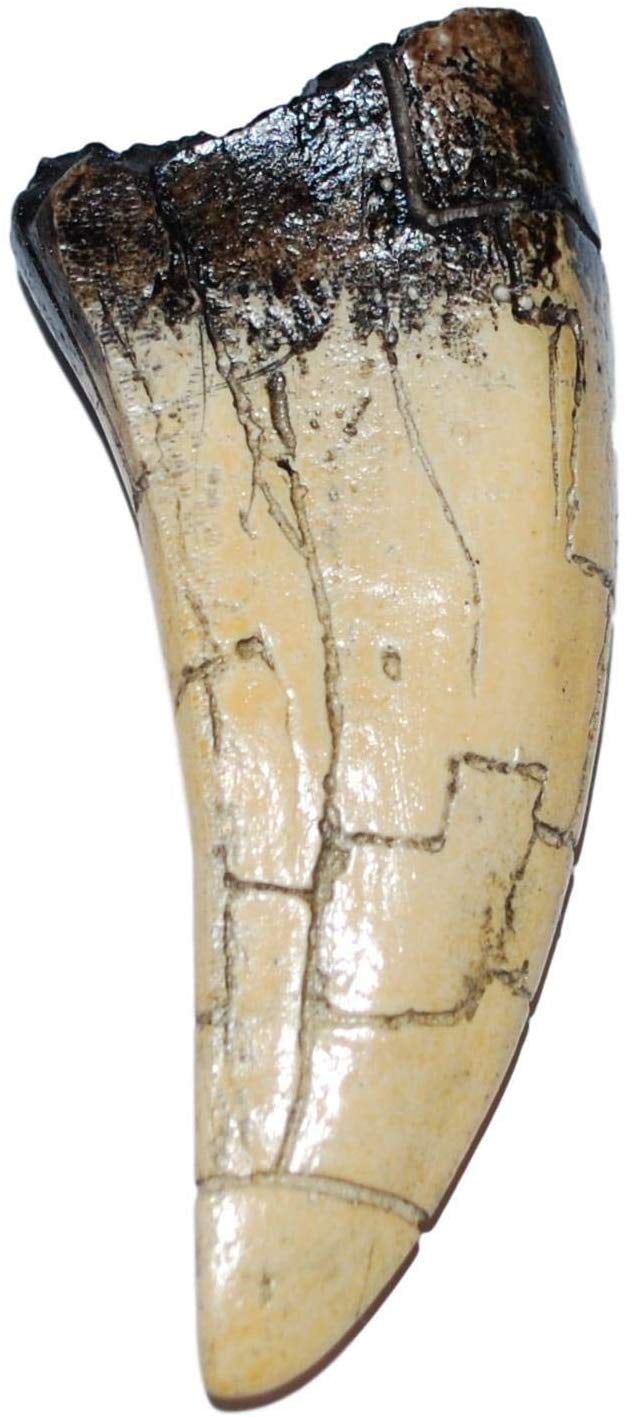 TYRANNOSAURUS Rex Dinosaur Tooth CAST #1 (Replica - Reproduction) T-Rex ...