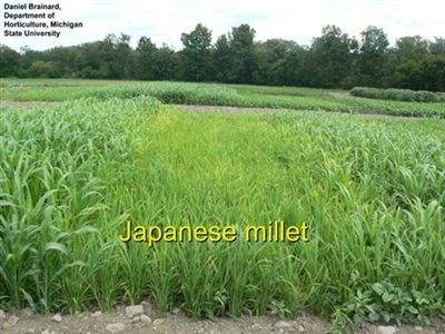SeedRanch Japanese Millet Seed - 5 Lbs. - Walmart.com