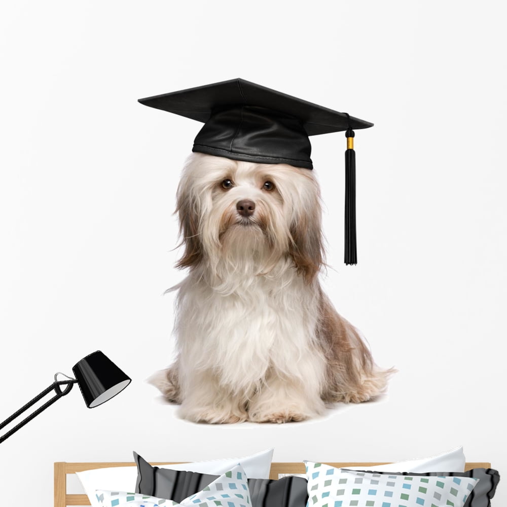 Cute Eminent Graduation H)avanese Wall Mural Decal by Wallmonkeys Vinyl ...