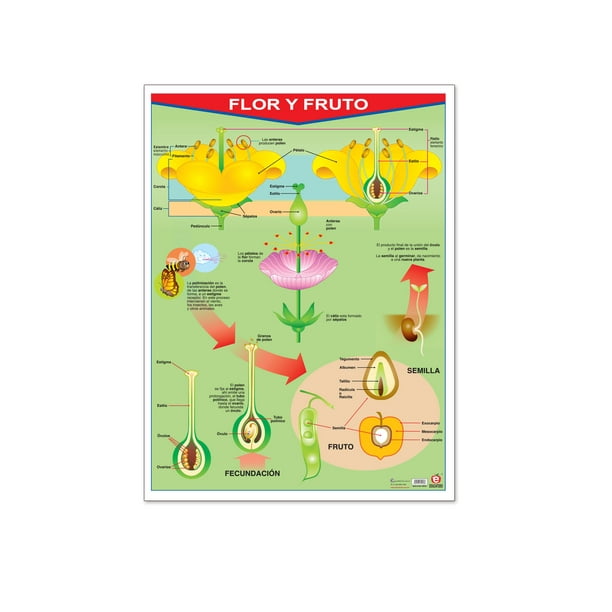 Póster Flor Y Fruto Educatodo B-0131-I | Bodega Aurrera en línea