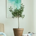 National Plant Network 3 gal. Olive Live Tree with Full Sun - Walmart.com