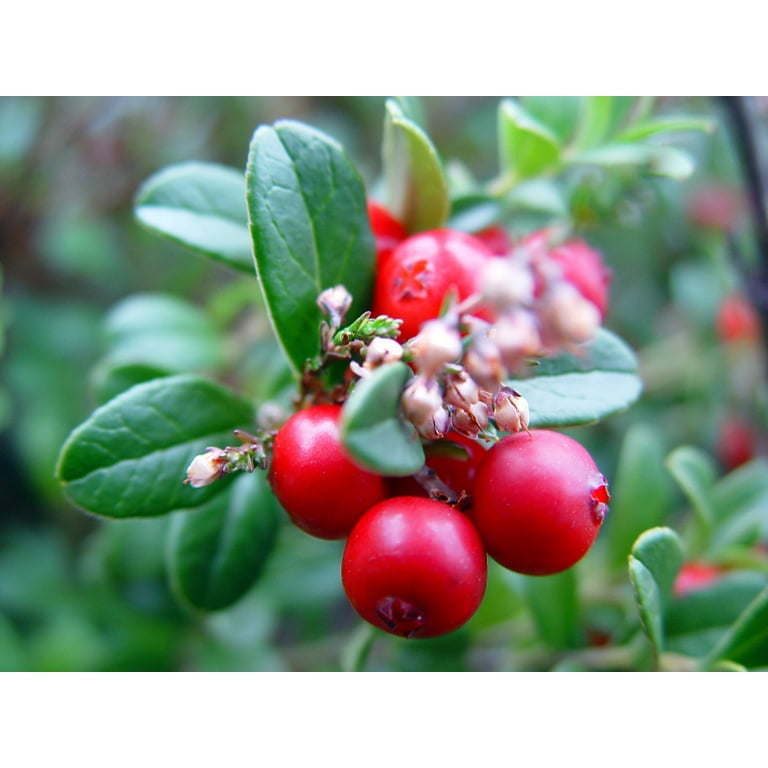 Lingonberry Plants