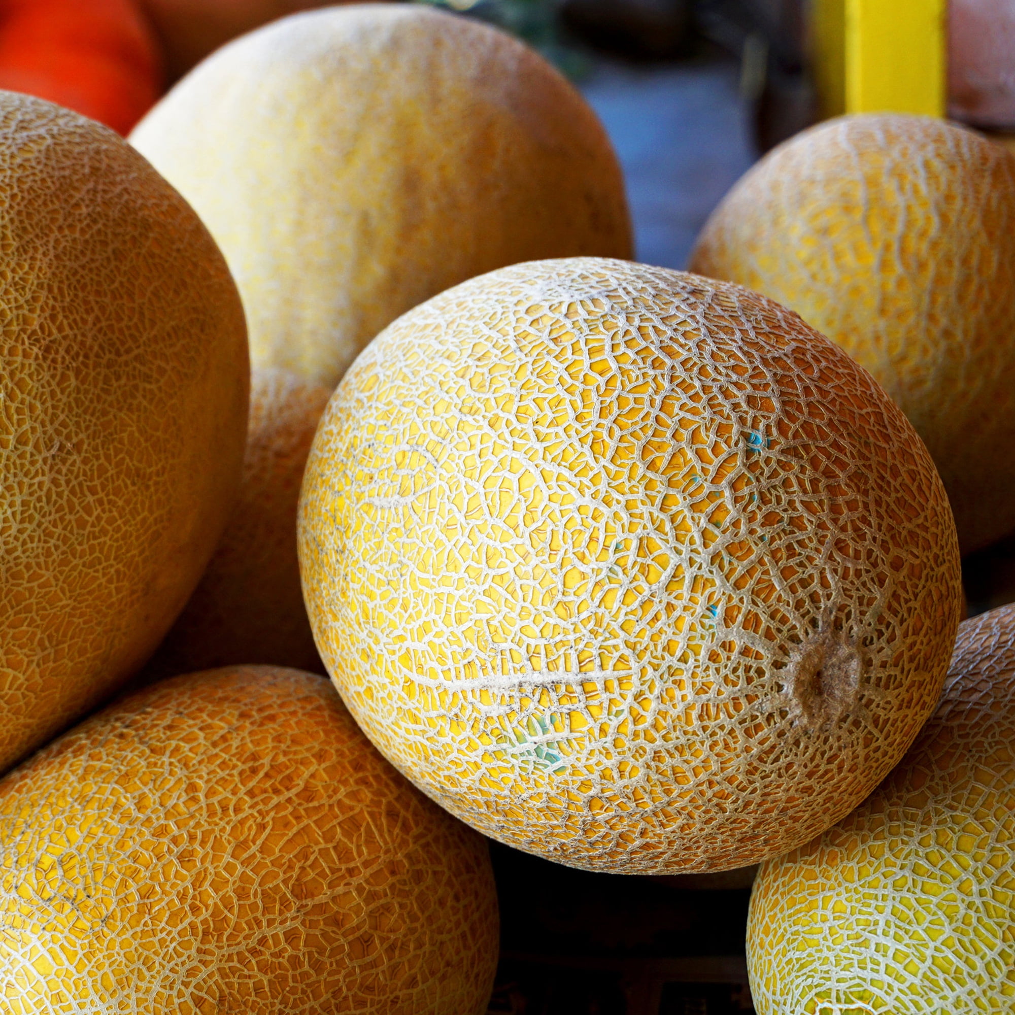 Tremendous F1 Hybrid Melon Seeds - 3 g Packet ~80 Seeds - Non-GMO, F1 ...