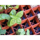 Hydrofarm RW205002 Grodon Double-Sided Terracotta Gro-Smart Tray with ...