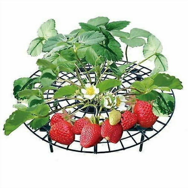 Strawberry ripening set, adjustable fruit ripper, trellis aid pack of 5 ...