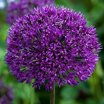 5 Dark Purple Allium Bulbs - Blooming Onion, Perennial Garden Flower ...