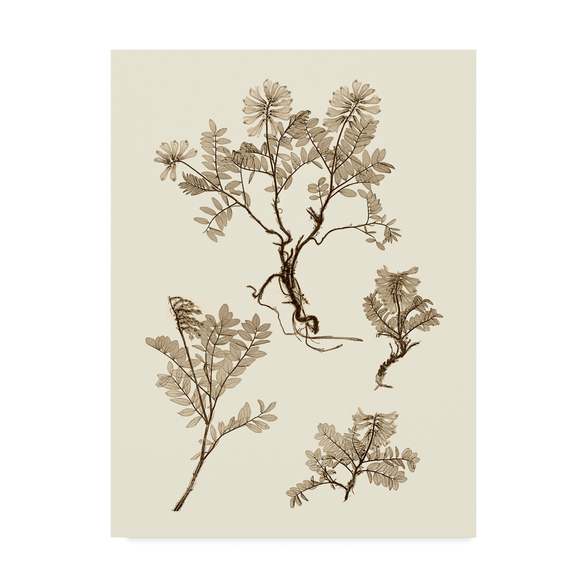 Trademark Fine Art 'Sepia Nature Study II' Canvas Art by Vision Studio ...